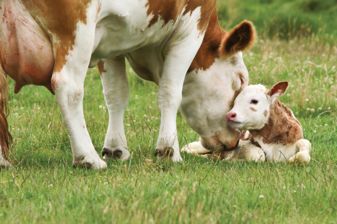 How Does Calf-Sharing Milking Work? - Grit